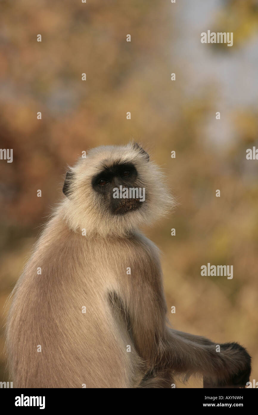Grey Langur monkey Semnopithecus entellus in Bandhavgarh NP India Stock ...