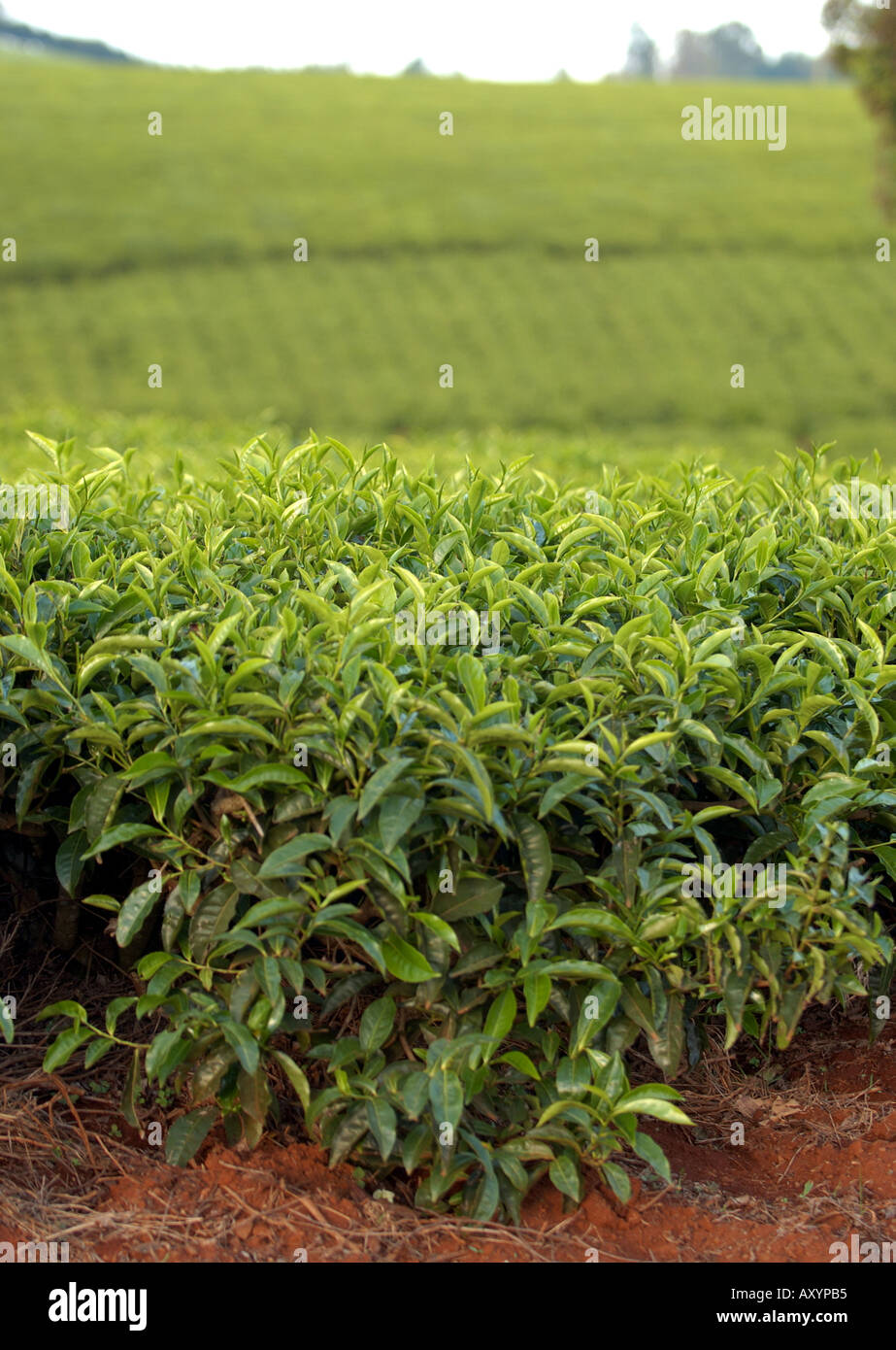 Tea plantation near Nairobi Kenya Stock Photo - Alamy