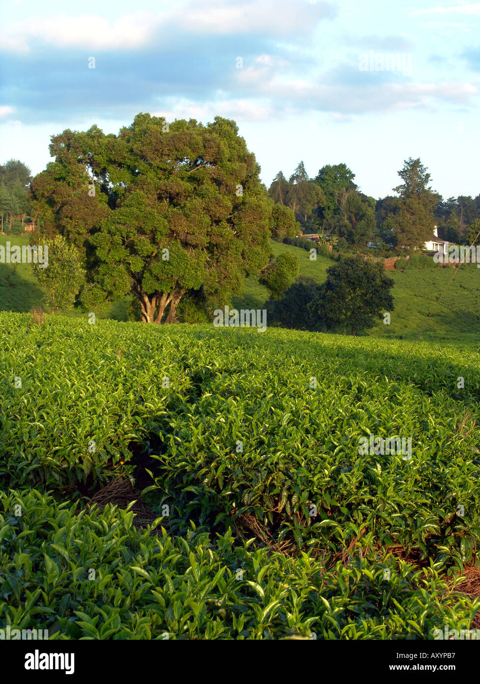 Tea plantation near Nairobi Kenya Stock Photo - Alamy