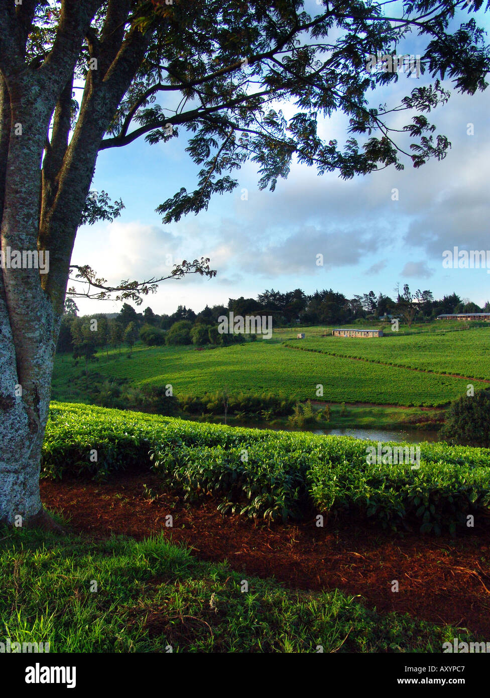 Tea plantation near Nairobi Kenya Stock Photo - Alamy