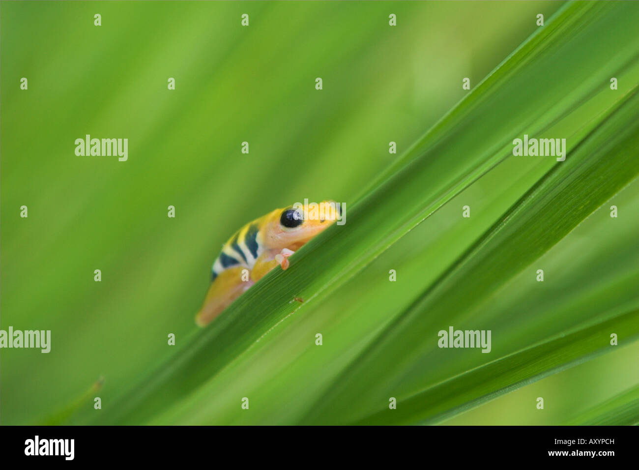 Hyperolius viridiflavus hi-res stock photography and images - Alamy