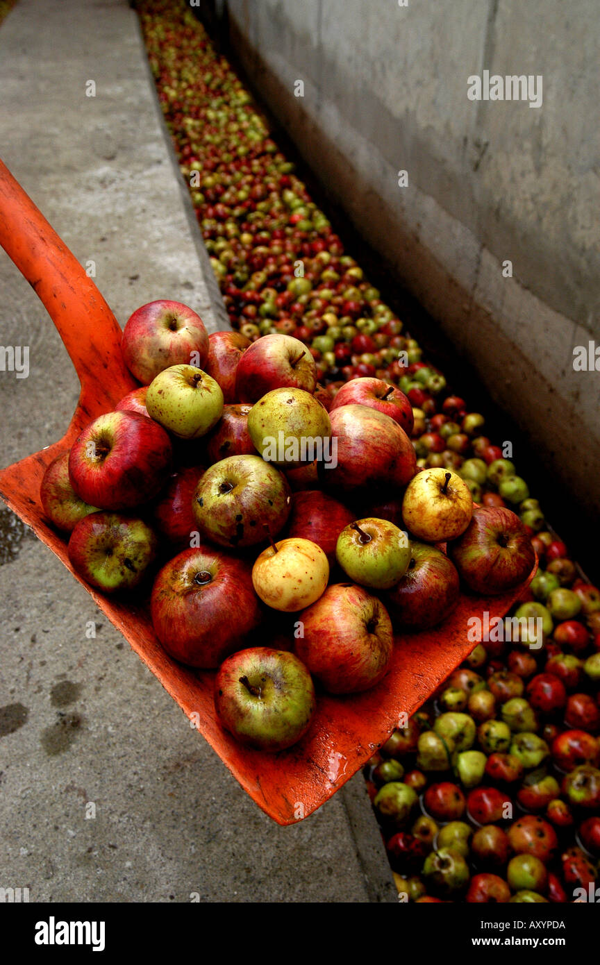 Shepton mallet cider hi-res stock photography and images - Alamy