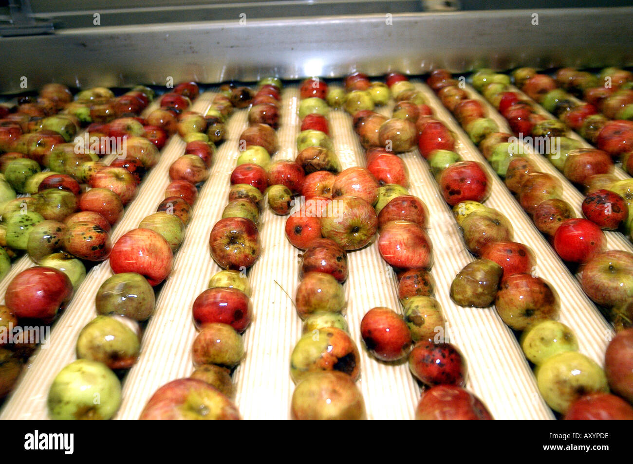 Harvested apples at the Matthew Clark Cider Mill Blackthorn Cider ...