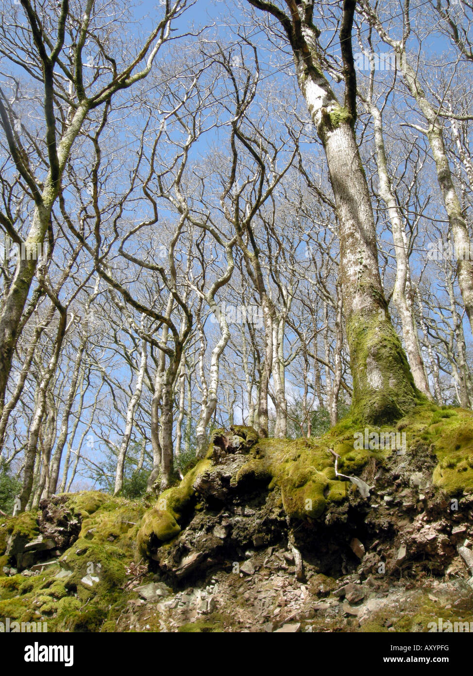 UK OAK FOREST IN HEDDON MOOR, DEVON Photo © Julio Etchart Stock Photo ...