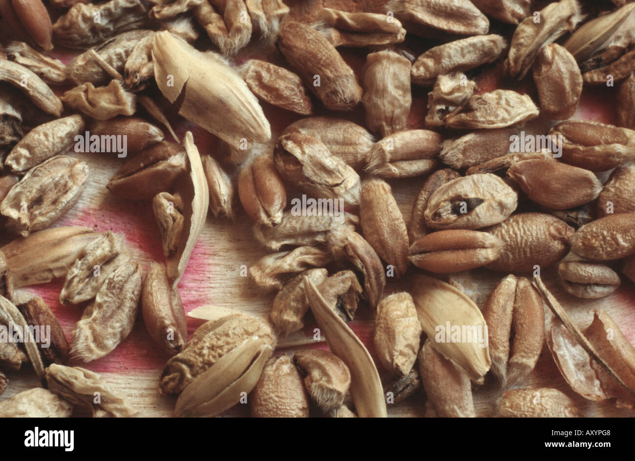 wheat blossom midge (Contarinia tritici ), atrophied grains Stock Photo ...