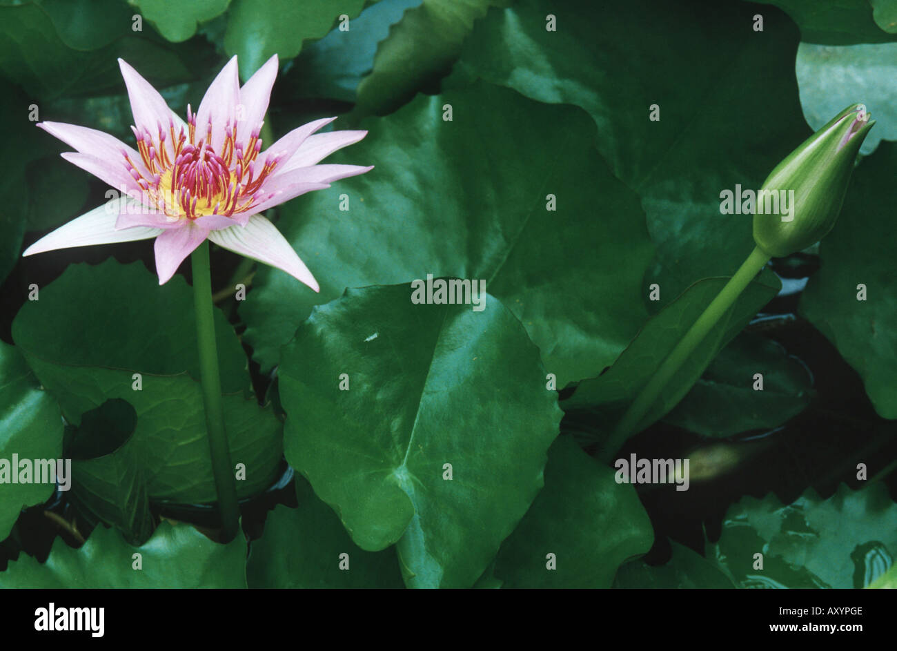 tropical waterlily (Nymphaea colorata), single blossom Stock Photo - Alamy