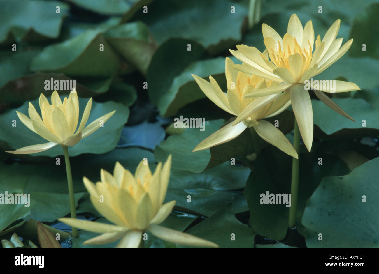 Waterlily nymphaea mexicana hi-res stock photography and images - Alamy