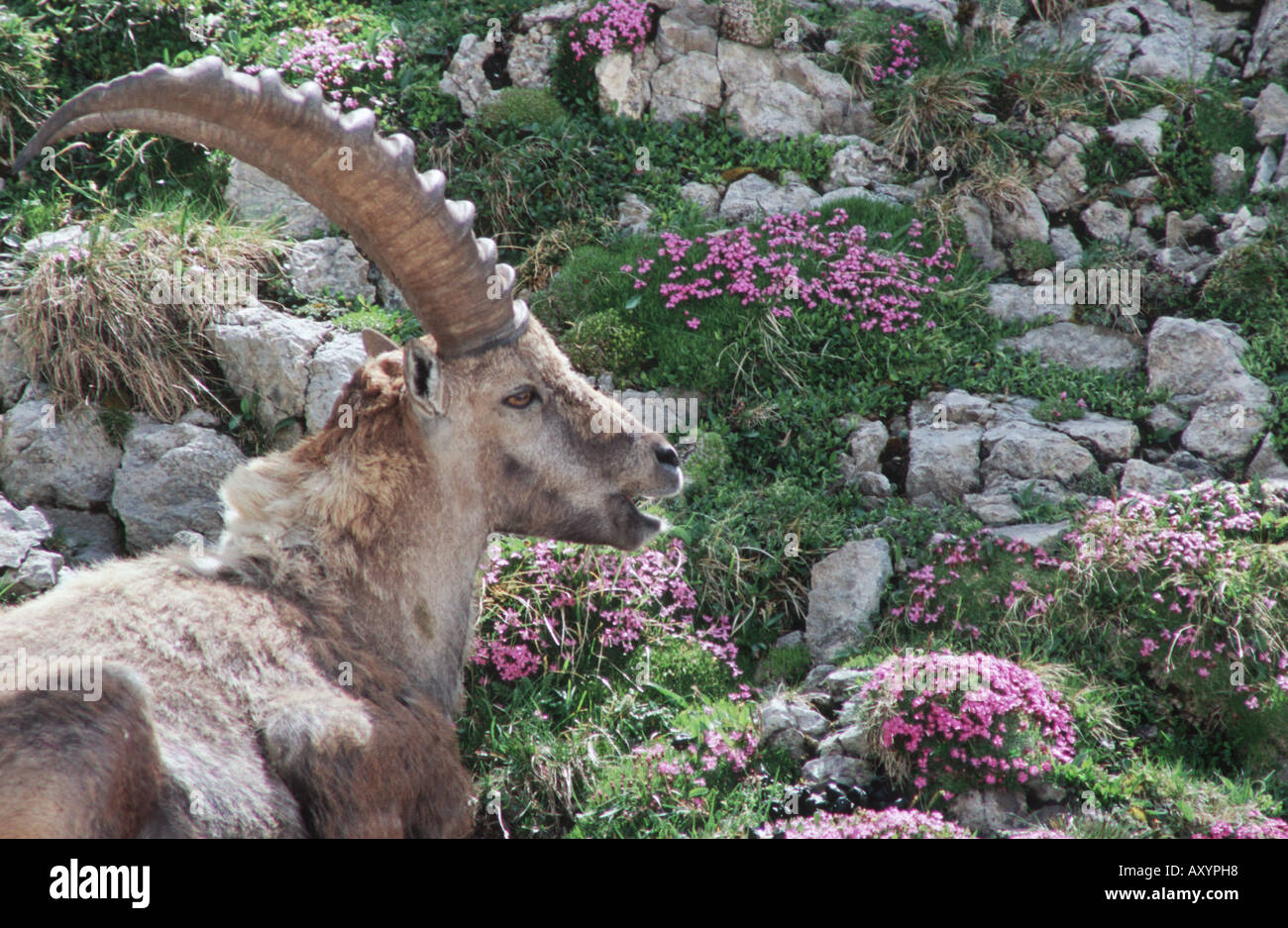 alpine ibex (Capra ibex), portrait Stock Photo - Alamy