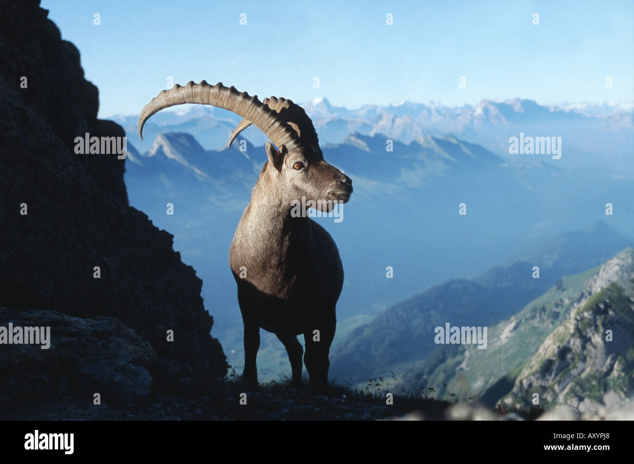 alpine ibex (Capra ibex), buck in front of scenic mountain range ...