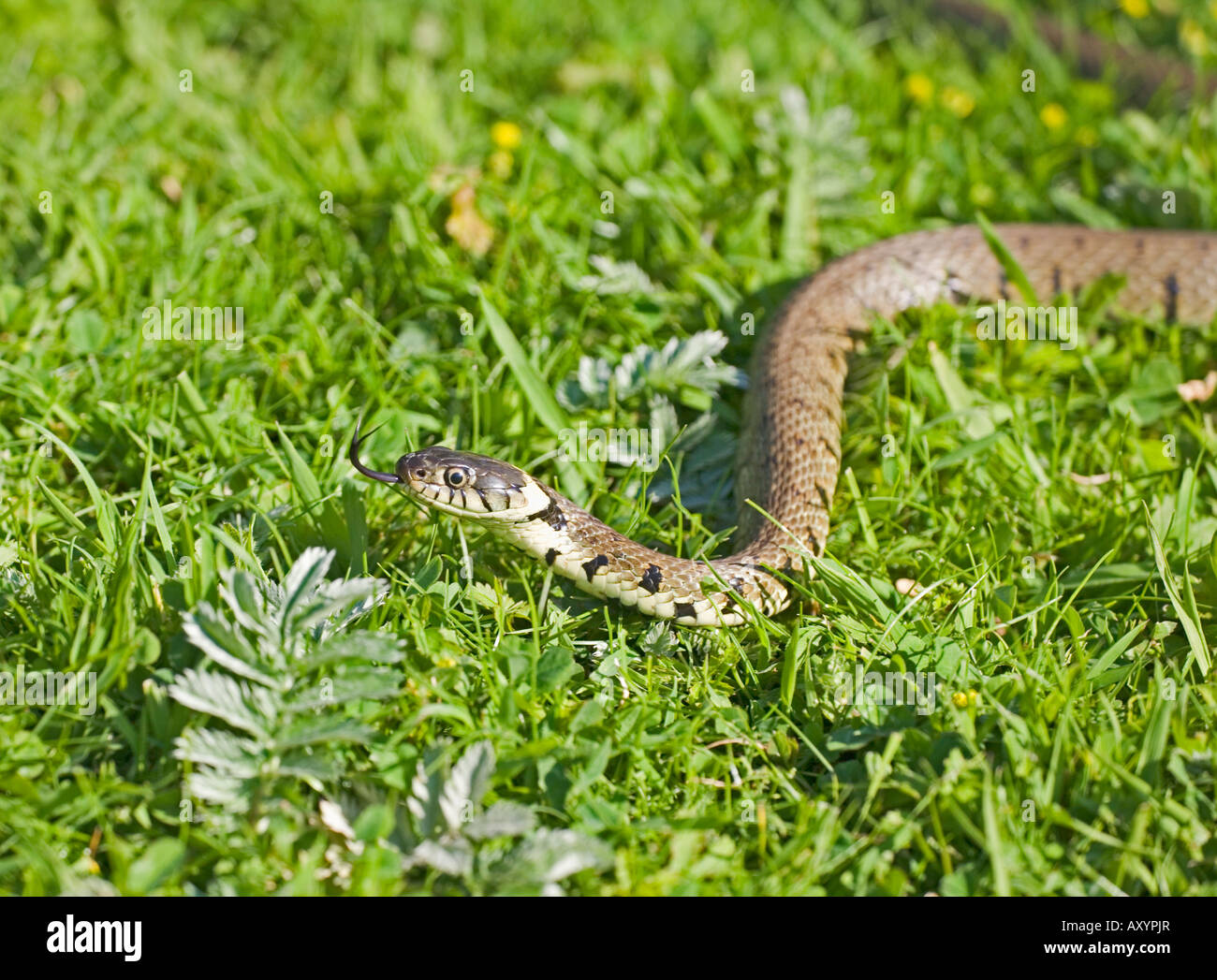 Grass snake Natrix natrix side view moving through grass Stock Photo ...