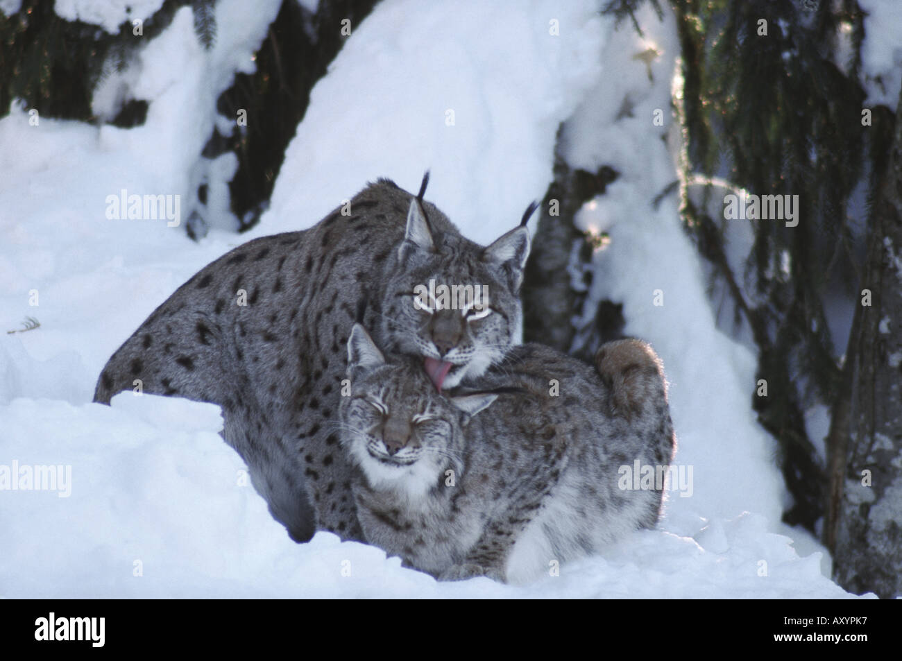 Lynx faces hi-res stock photography and images - Alamy