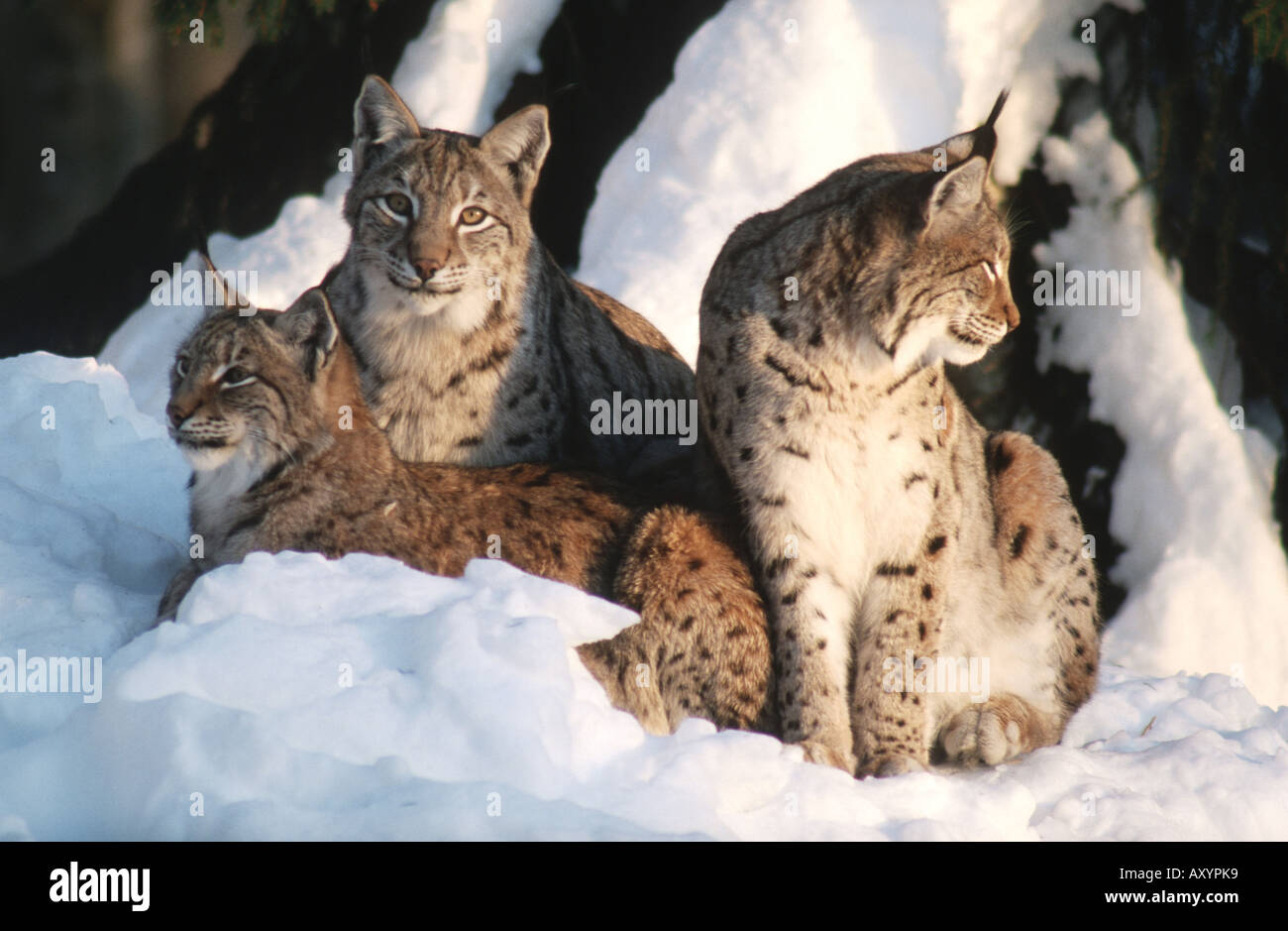 Eurasian lynx (Lynx lynx), family in the snow, Germany, NP Bavarian ...