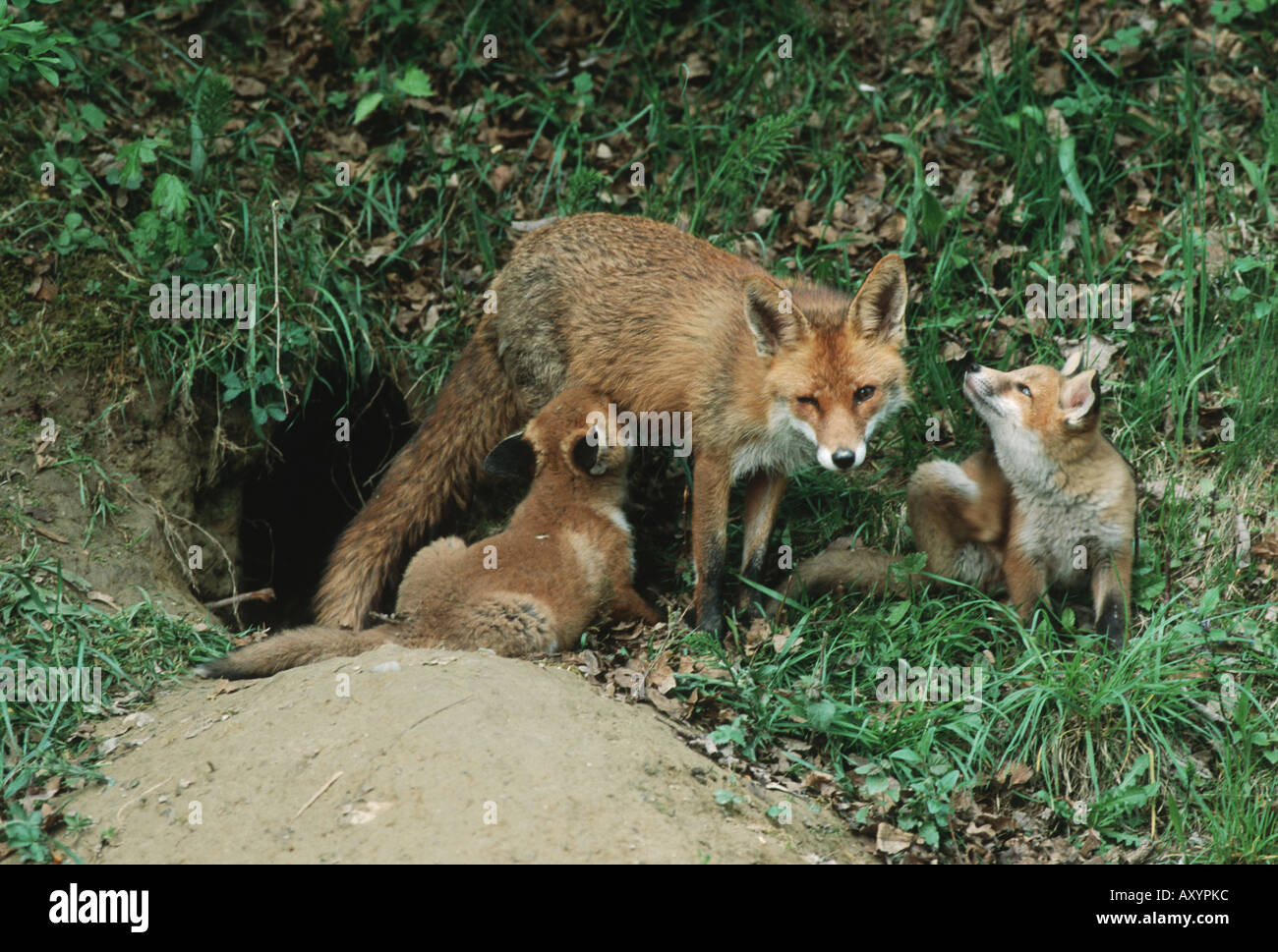 Fox dens hi-res stock photography and images - Alamy