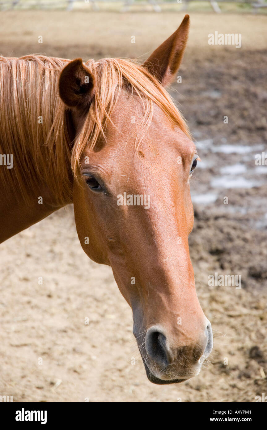 Closeup of a horses face showing pricked up ears mane nose and eyes ...