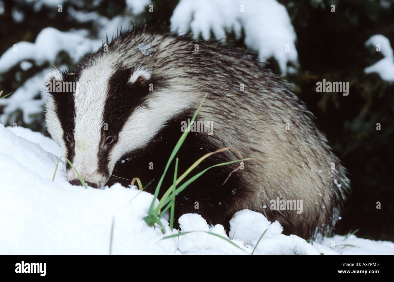 Wet badger hi-res stock photography and images - Alamy