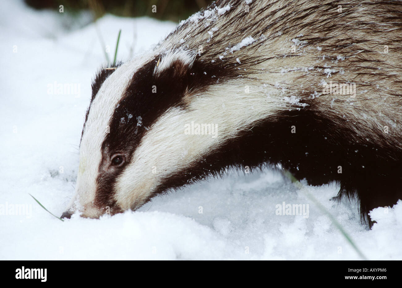 Badger feed hi-res stock photography and images - Alamy