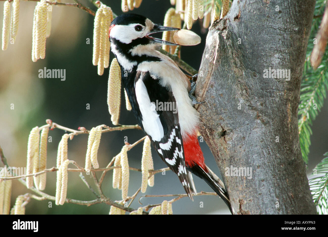 great spotted woodpecker (Picoides major, Dendrocopos major), with an ...