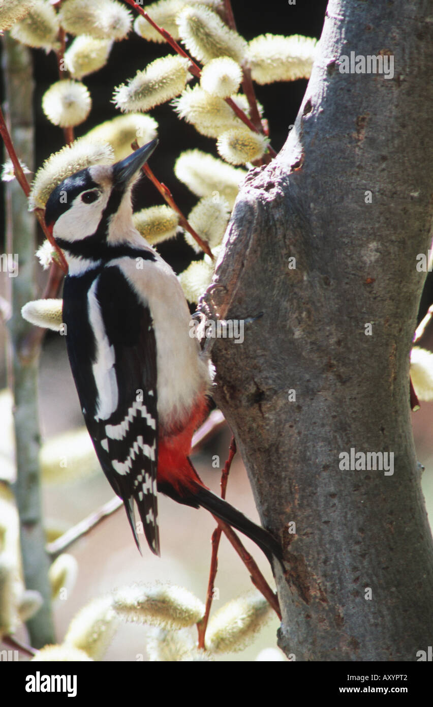 great spotted woodpecker (Picoides major, Dendrocopos major), sitting ...