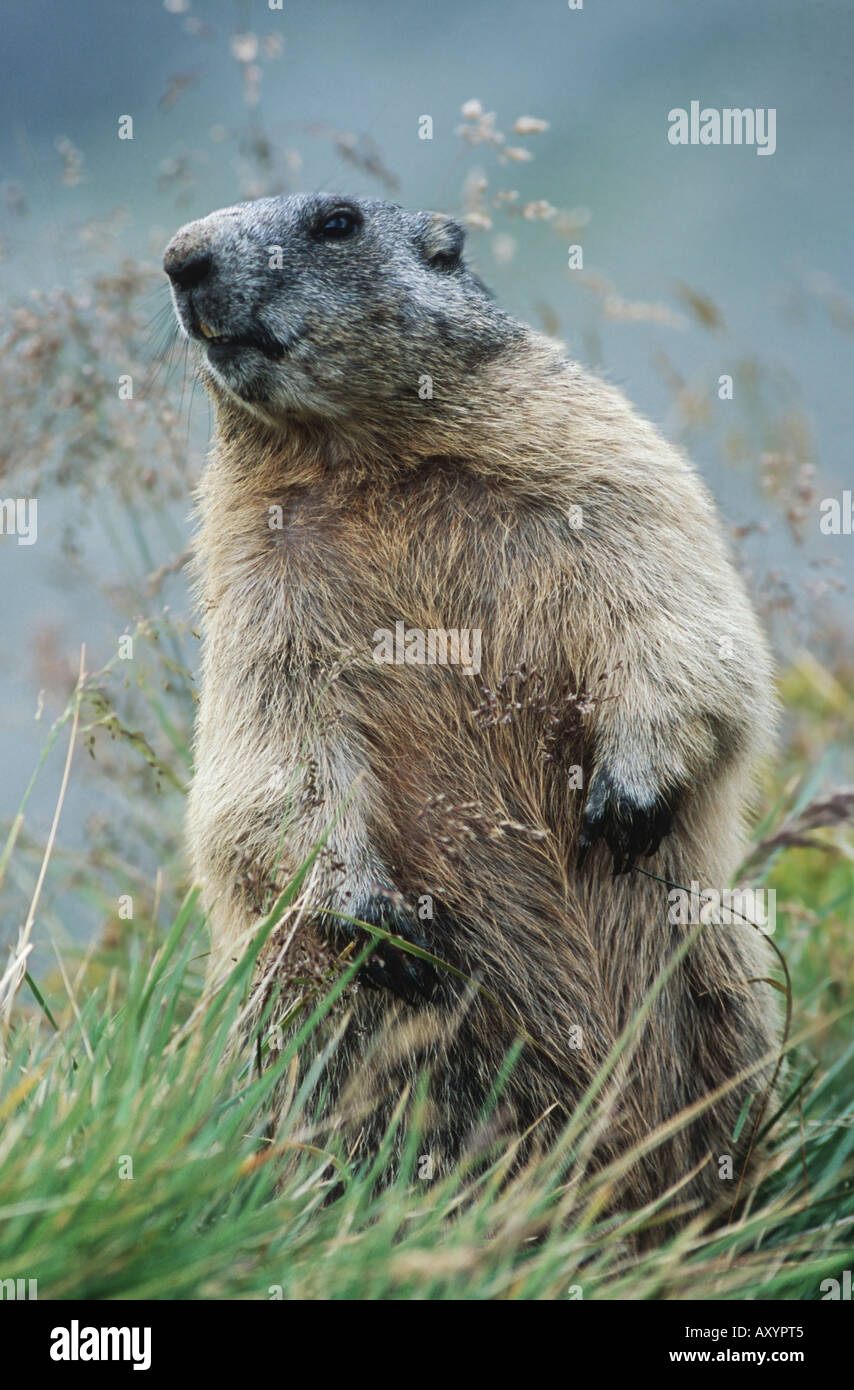 Grovelling hi-res stock photography and images - Alamy