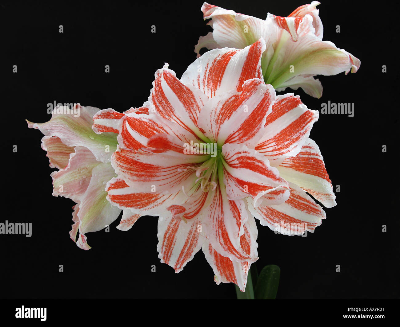 Lirio hi-res stock photography and images - Alamy