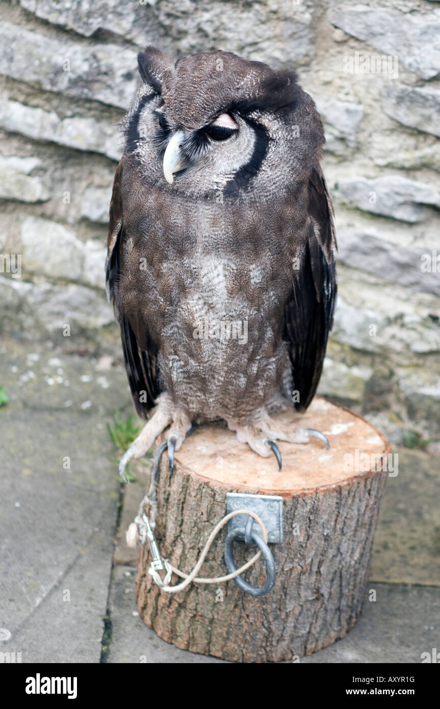 Tethered bird hi-res stock photography and images - Alamy