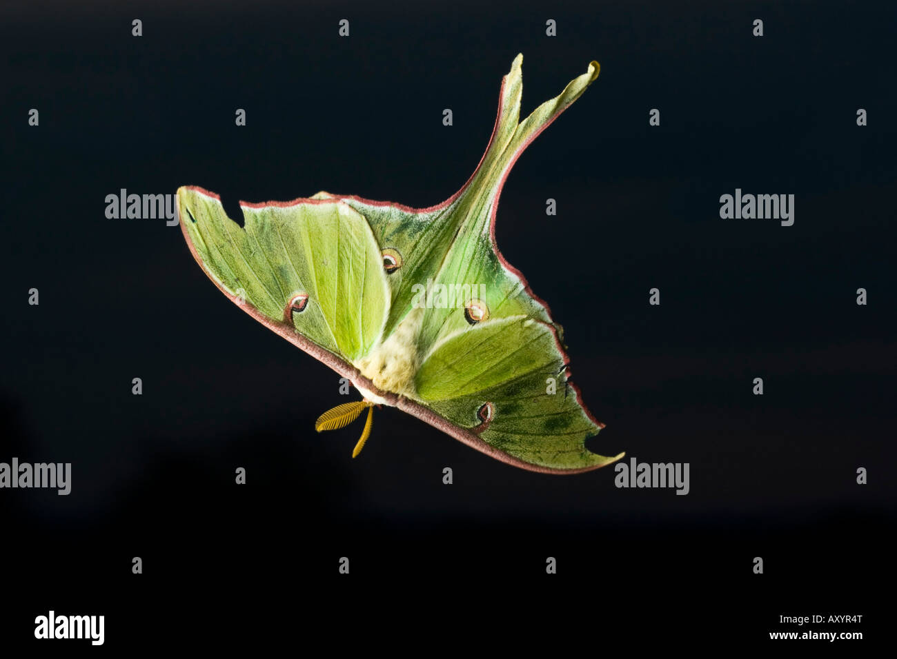 Luna Moth Flying
