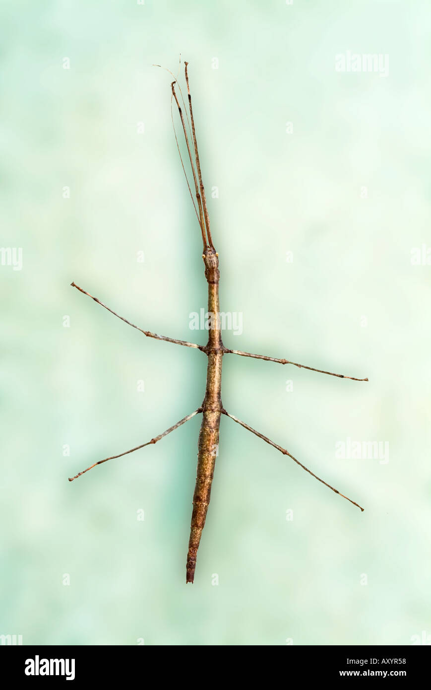 Walkingstick insect hi-res stock photography and images - Alamy