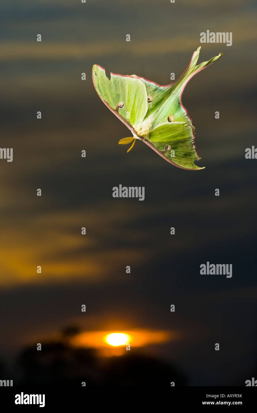 Luna moth flying Stock Photo - Alamy