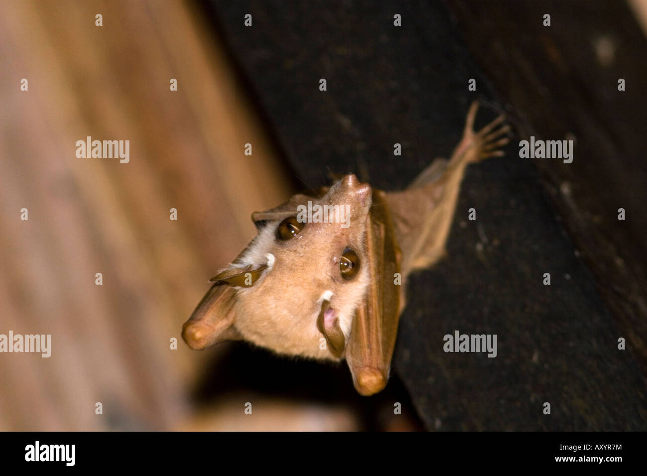 Epomophorus wahlbergi. Wahlberg's Epauletted Fruit Bat hanging from ...