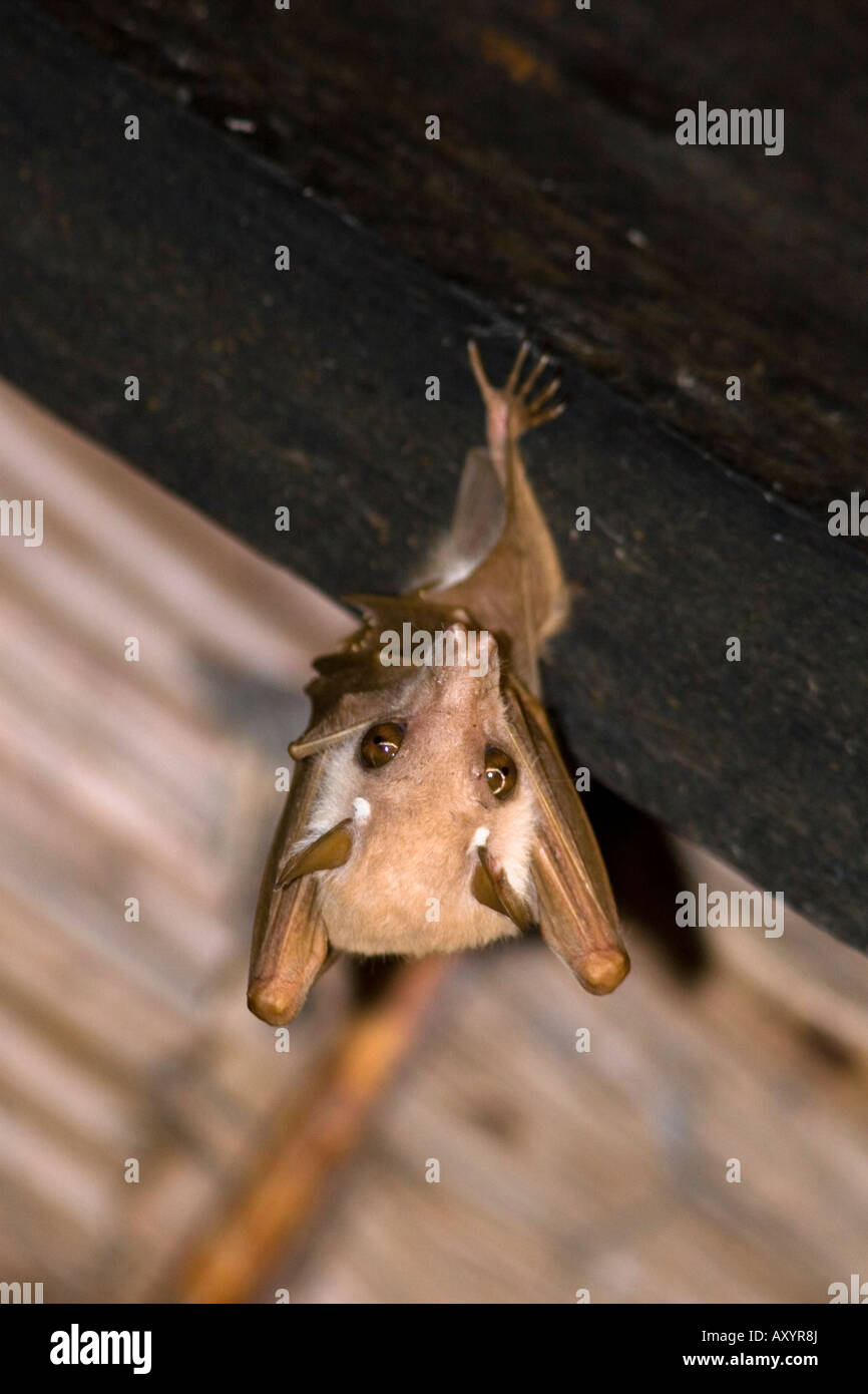 Epomophorus wahlbergi. Wahlberg's Epauletted Fruit Bat hanging from ...