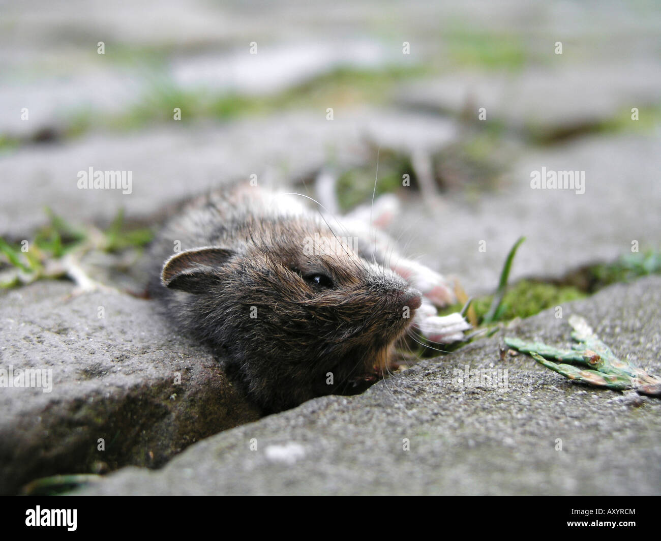Dead Field Mouse High Resolution Stock Photography and Images - Alamy
