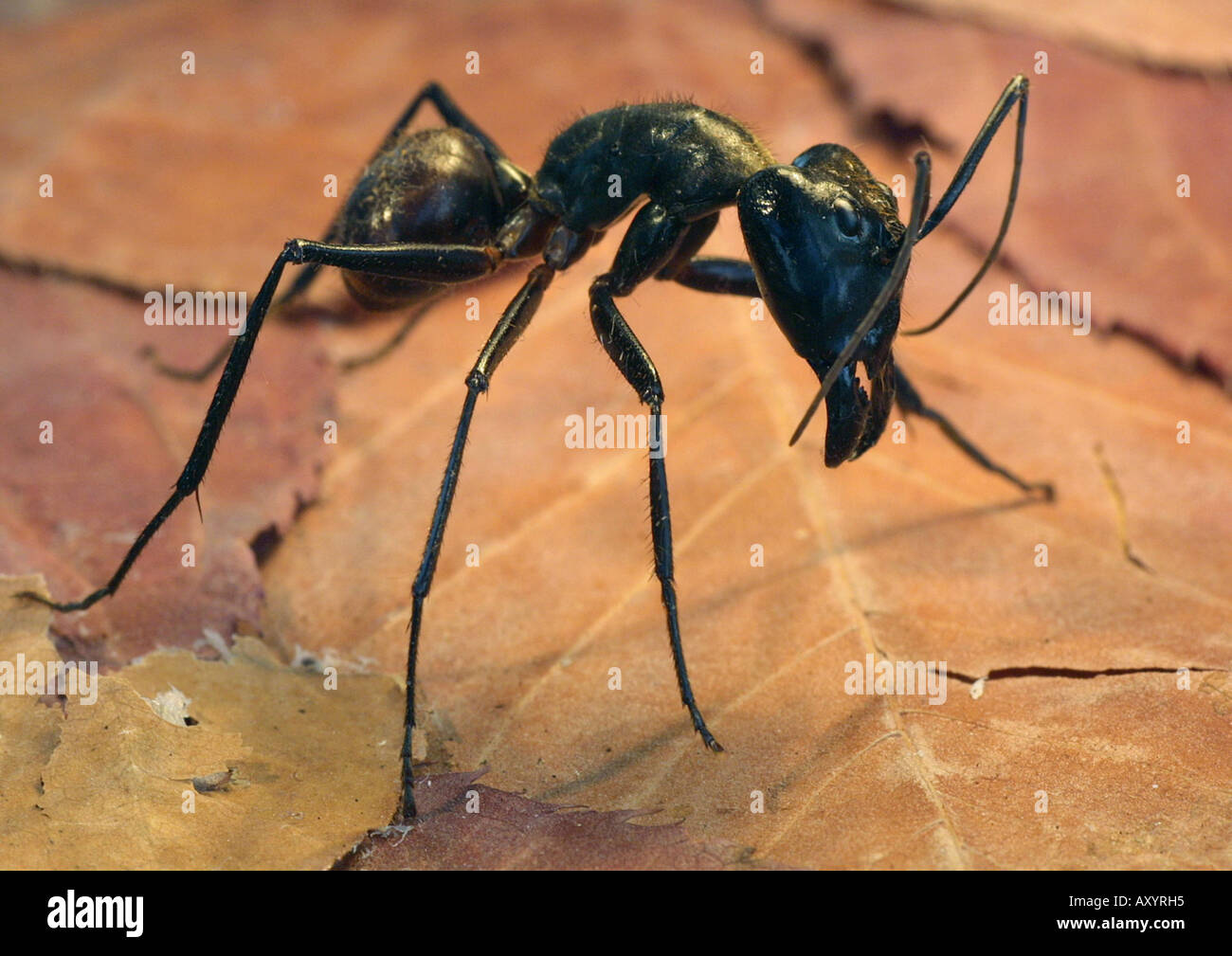 carpenter ants (Camponotus spec Stock Photo - Alamy
