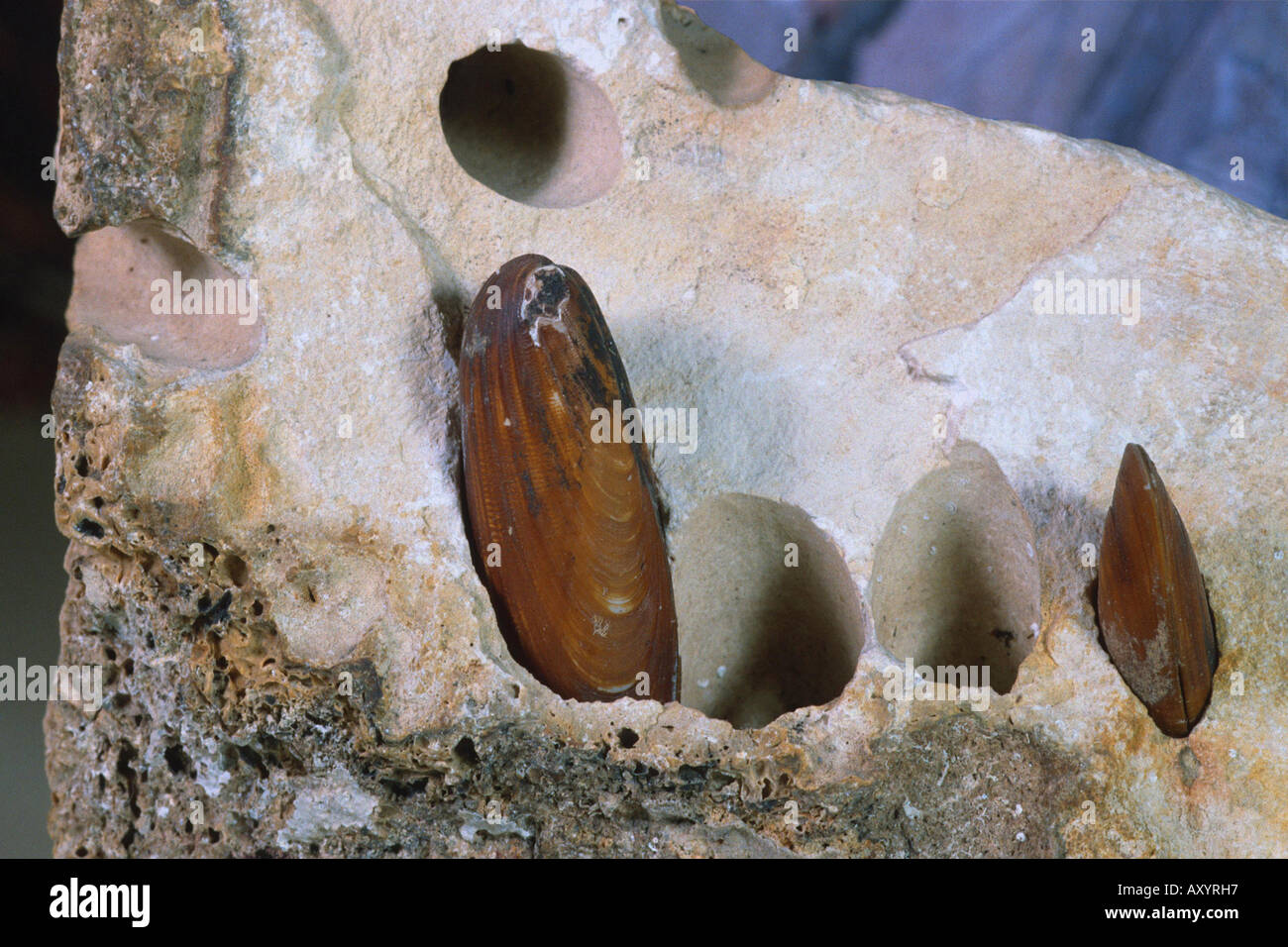 Piddock hi-res stock photography and images - Alamy