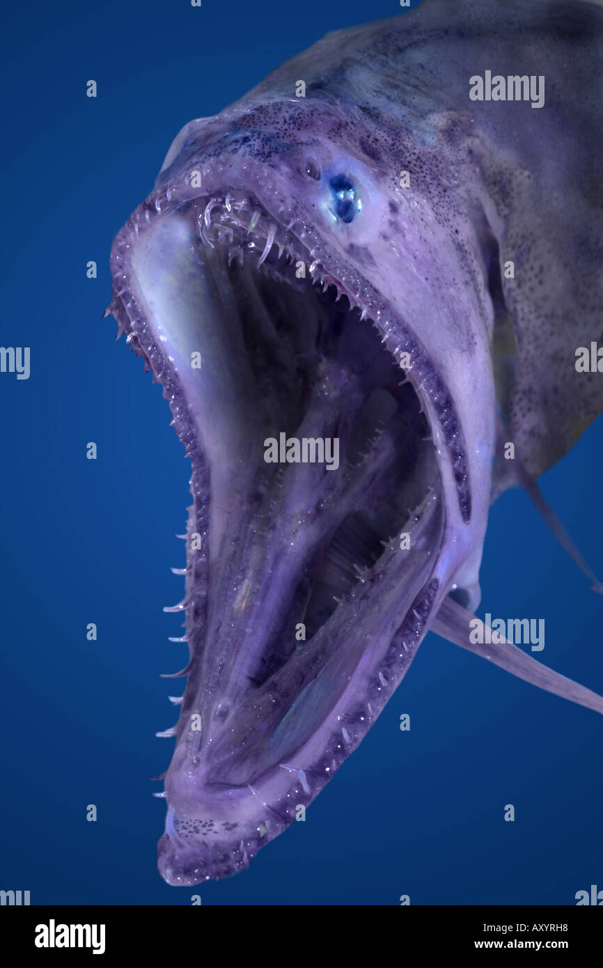 Barbeled dragonfishes hi-res stock photography and images - Alamy