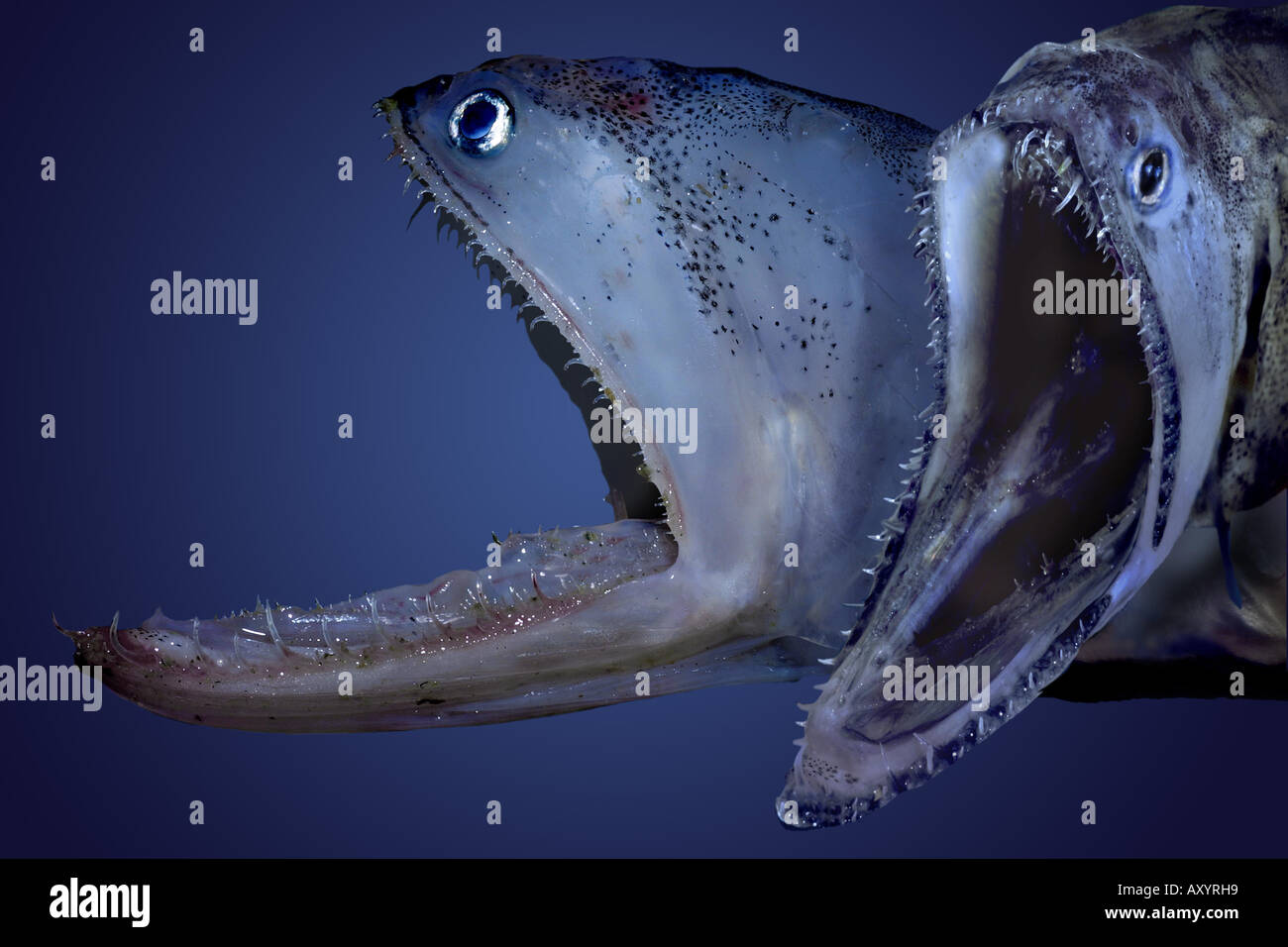 scaly dragonfishes, barbeled dragonfishes (Stomiidae, Stomiatidae Stock ...