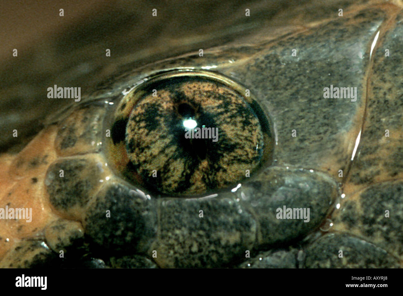 Snake eyes animal hi-res stock photography and images - Alamy