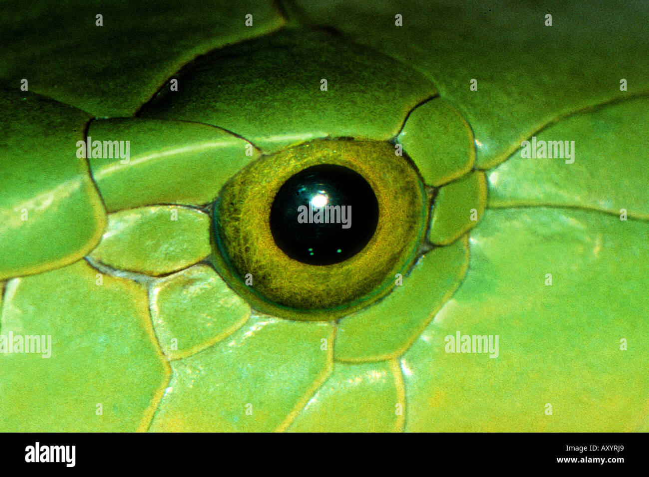 Snake Close Up Stock Photos & Snake Close Up Stock Images - Alamy
