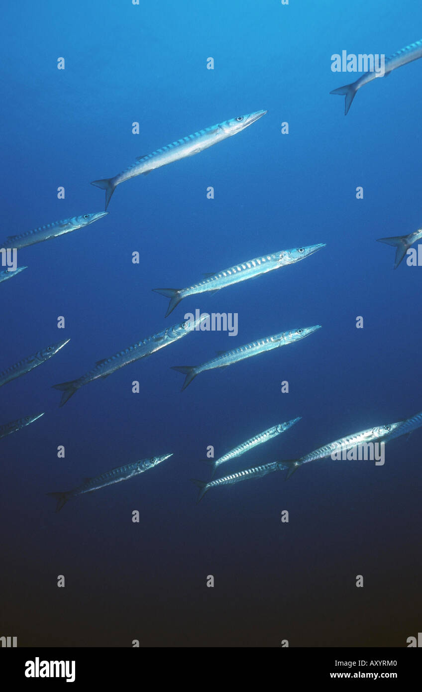 Mediterranean barracuda, European barracuda (Sphyraena sphyraena ...