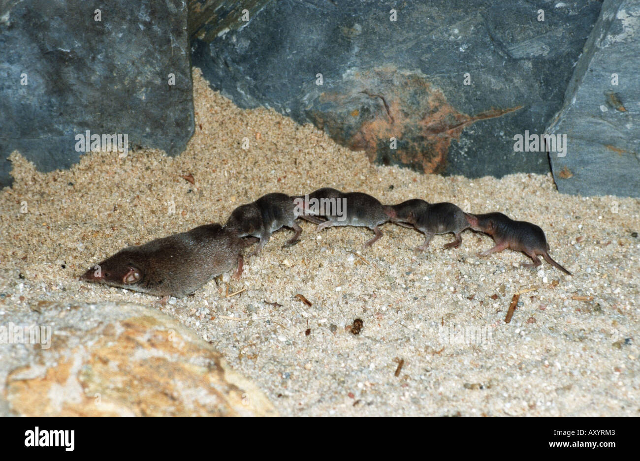 greater white-toothed shrew (Crocidura russula), mother with youngs ...