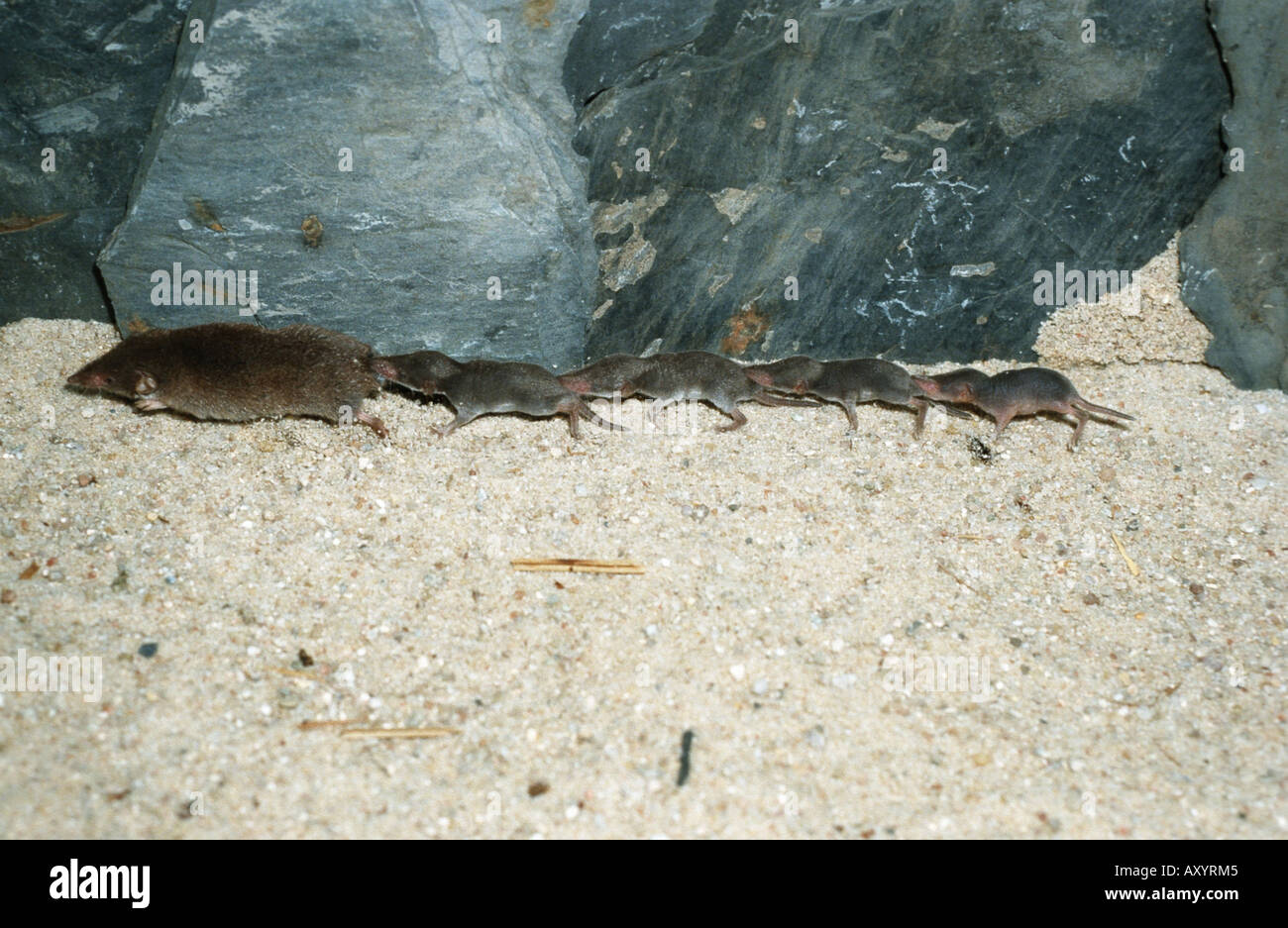 Shrew caravan hi-res stock photography and images - Alamy