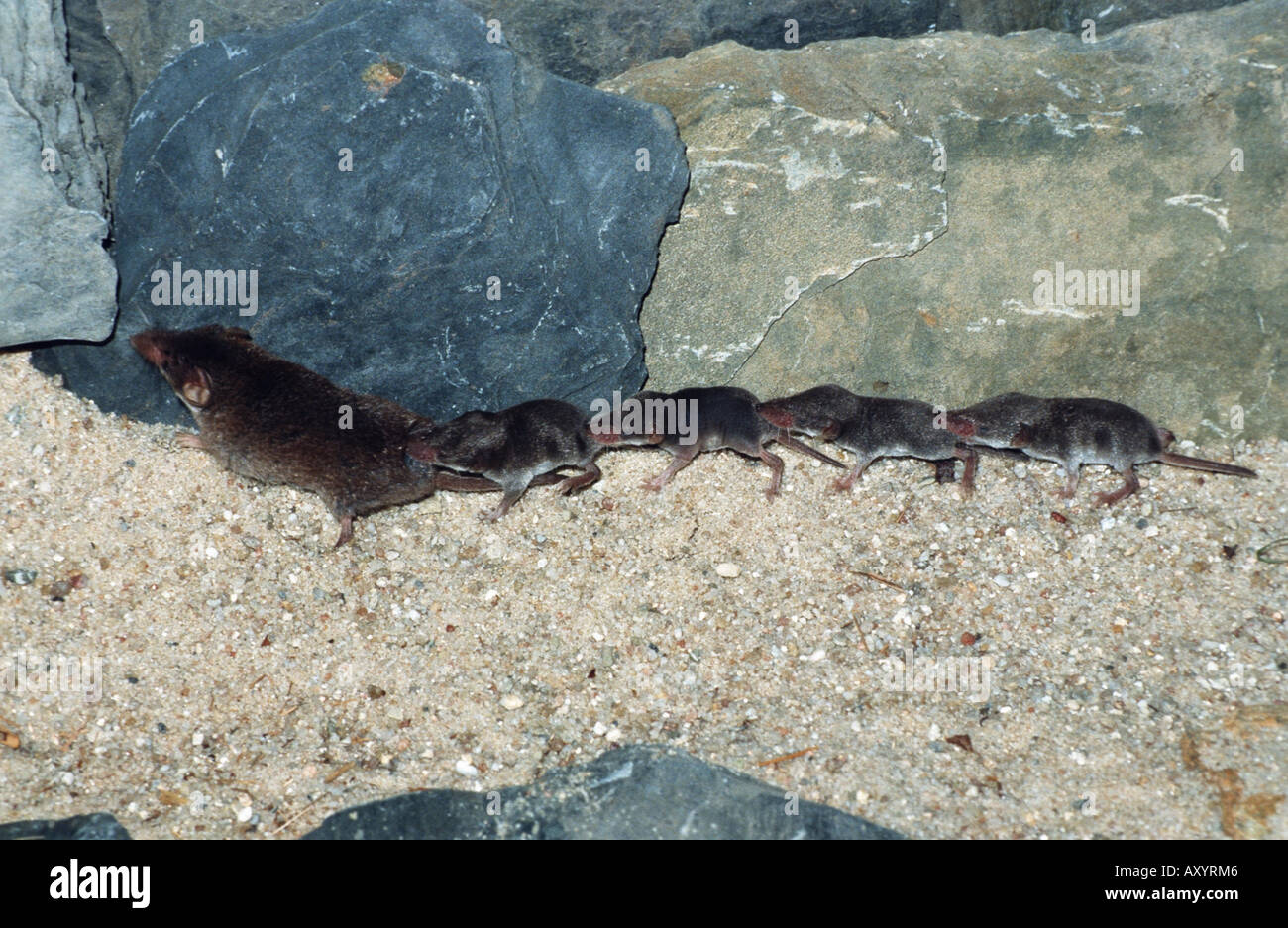 Shrew caravan hi-res stock photography and images - Alamy