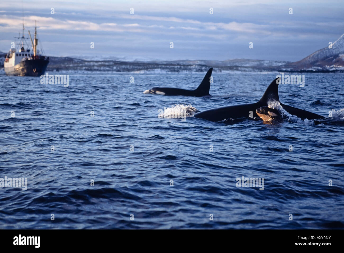 Baby Killer Whale Orcinus Orca calf swimming alongside mother and ...