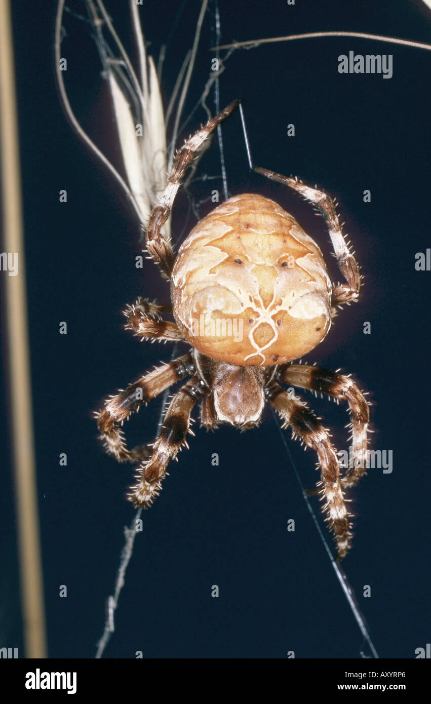 Orbweaver araneus grossus hi-res stock photography and images - Alamy