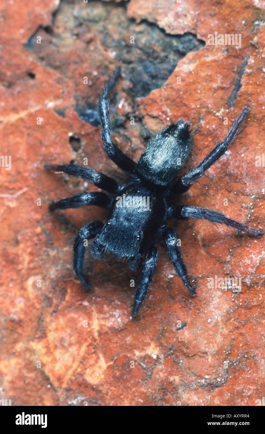 jumping spider (Phlegra fasciata), male Stock Photo - Alamy