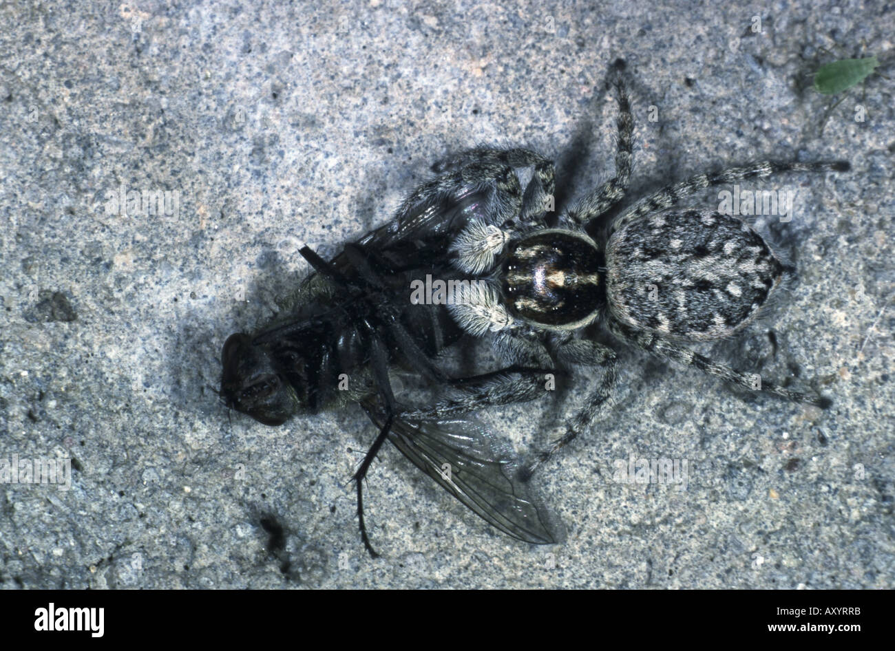 jumping spider (Philaeus chrysops), female with prey Stock Photo - Alamy