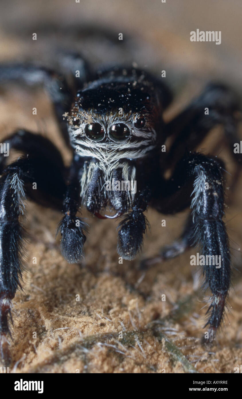 Evarcha hi-res stock photography and images - Alamy