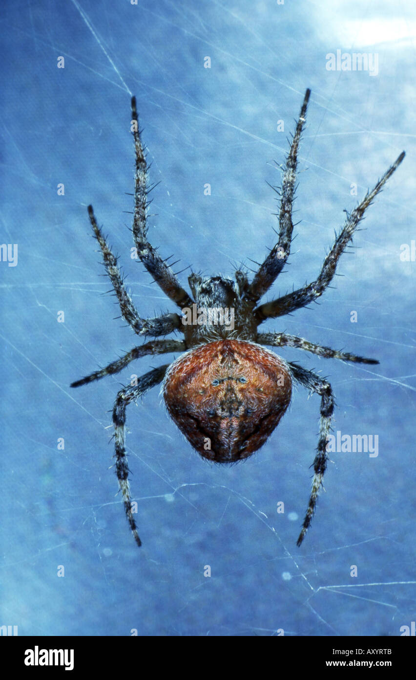 Sturmi hi-res stock photography and images - Alamy