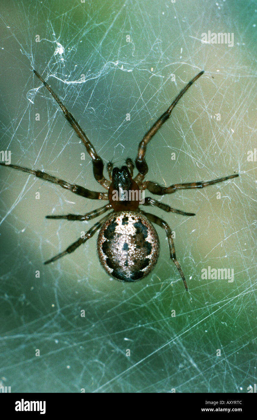 Sector spider zygiella stroemi hi-res stock photography and images - Alamy