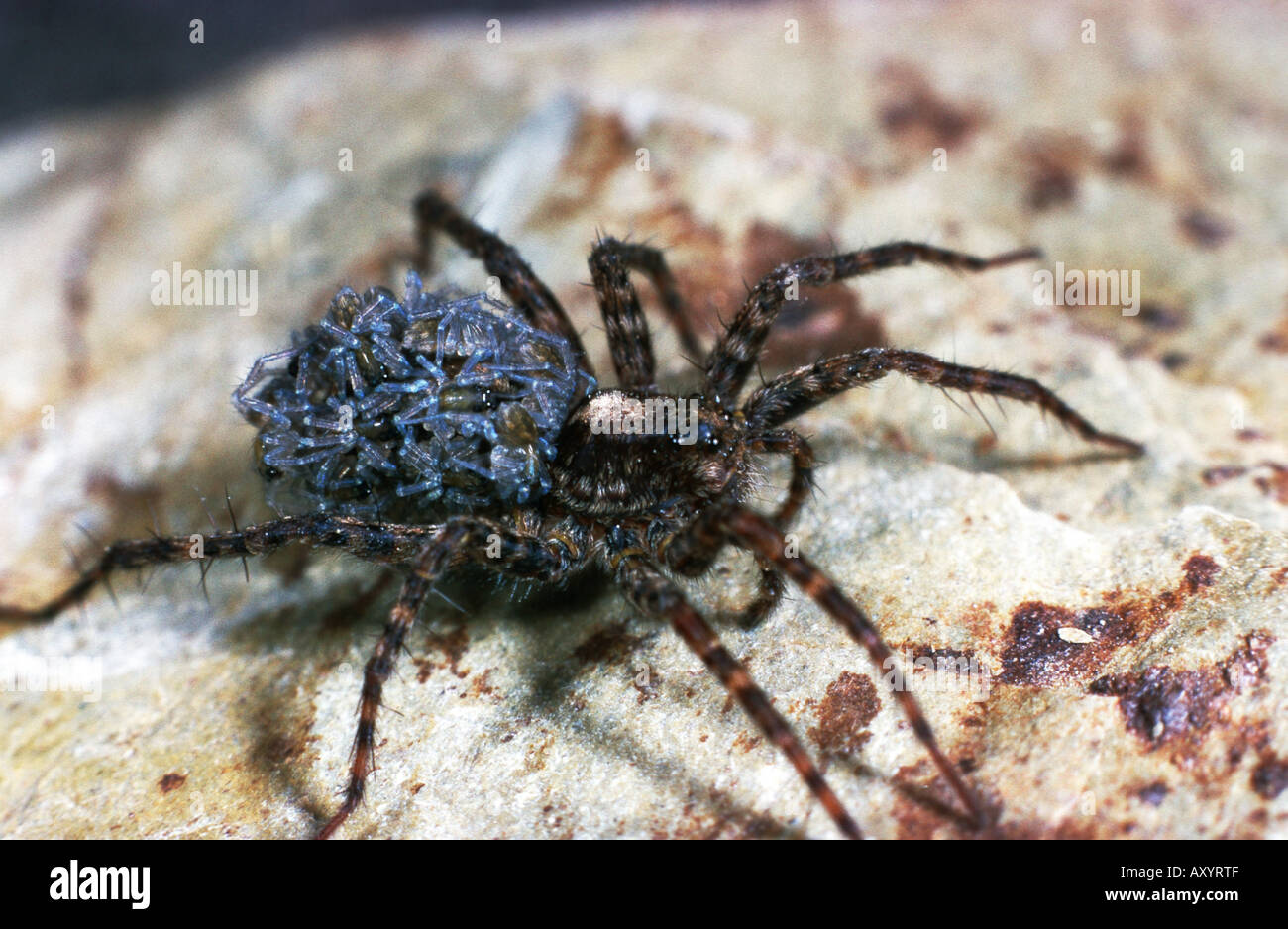 thin-legged wolf spider (Pardosa amentata), female carrying youngs ...