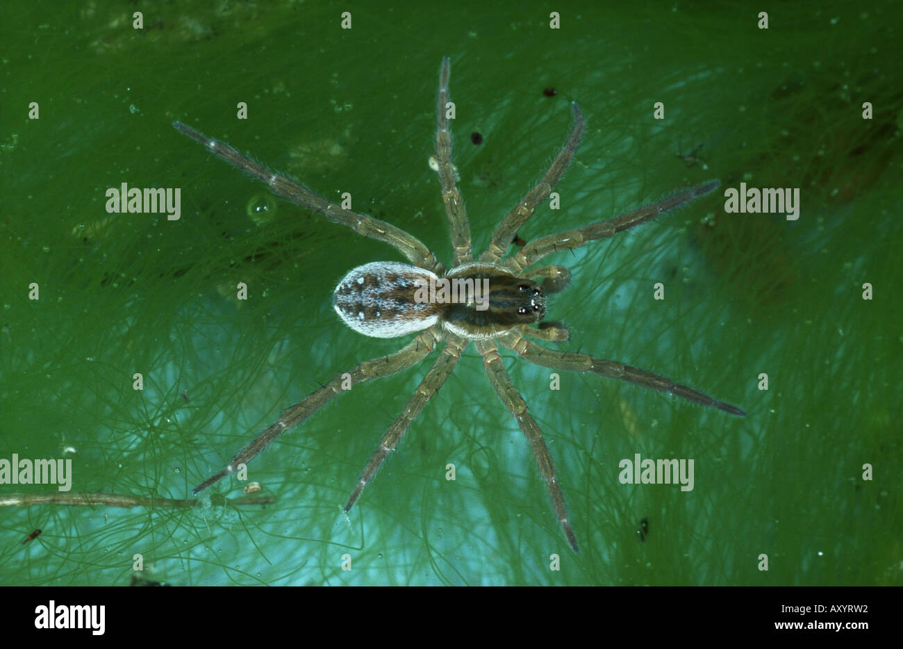 pirate spider (Pirata piraticus Stock Photo - Alamy